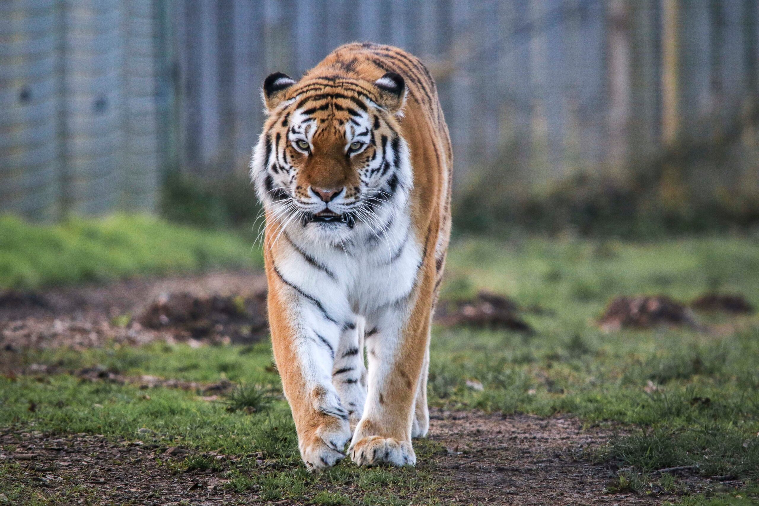 Five vets operate on sedated 17-stone tiger for ‘tricky’ paw operation | London News Network