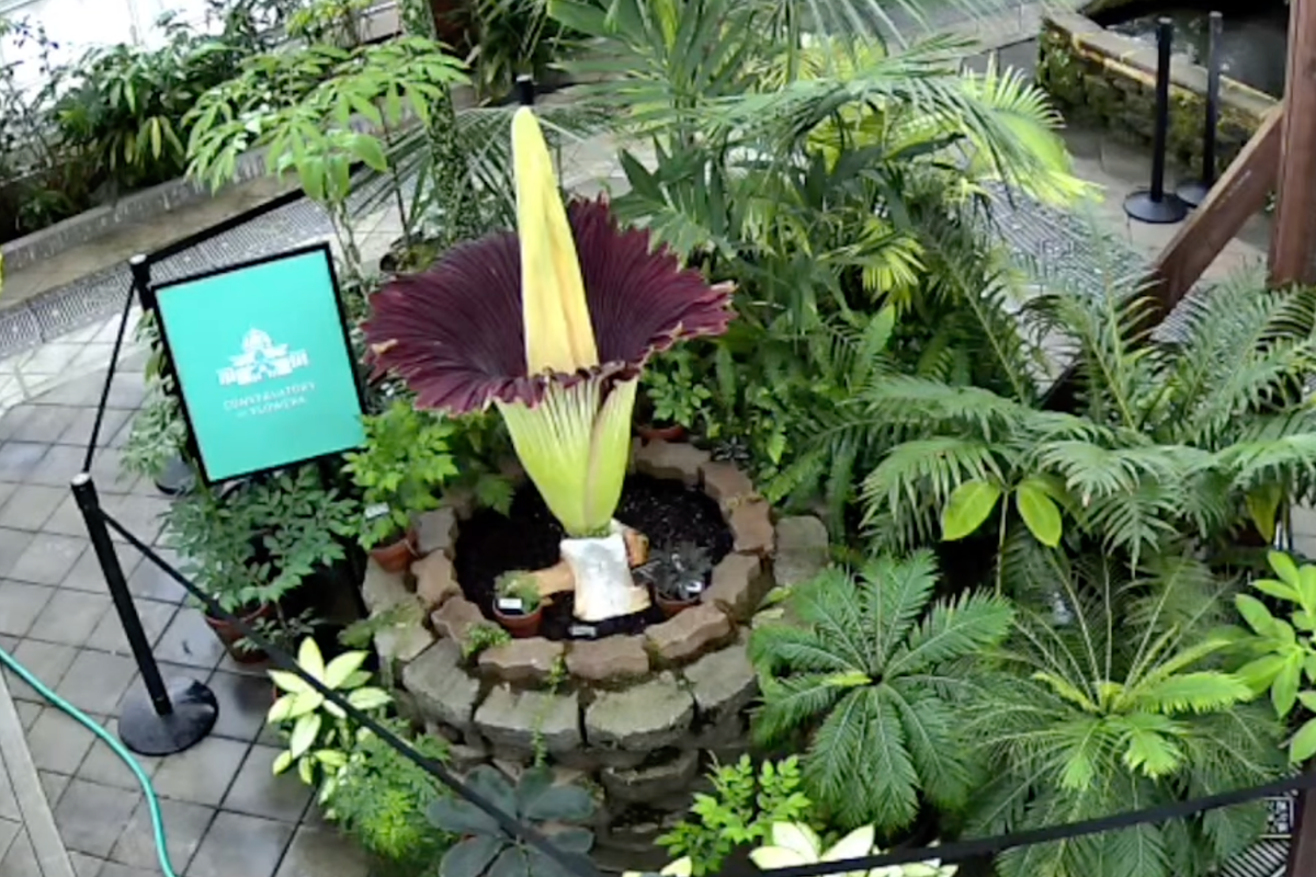 Rare notoriously stinky flower begins blooming in California | London ...