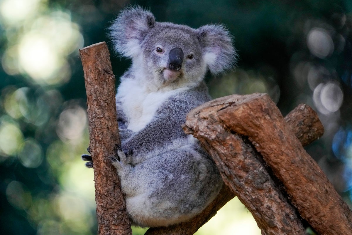 World-first vaccine approved to save koalas from chlamydia | London ...