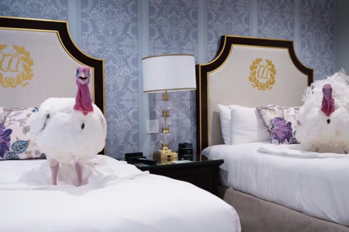 Gobble and Waddle live it up in luxury hotel ahead of White House ...
