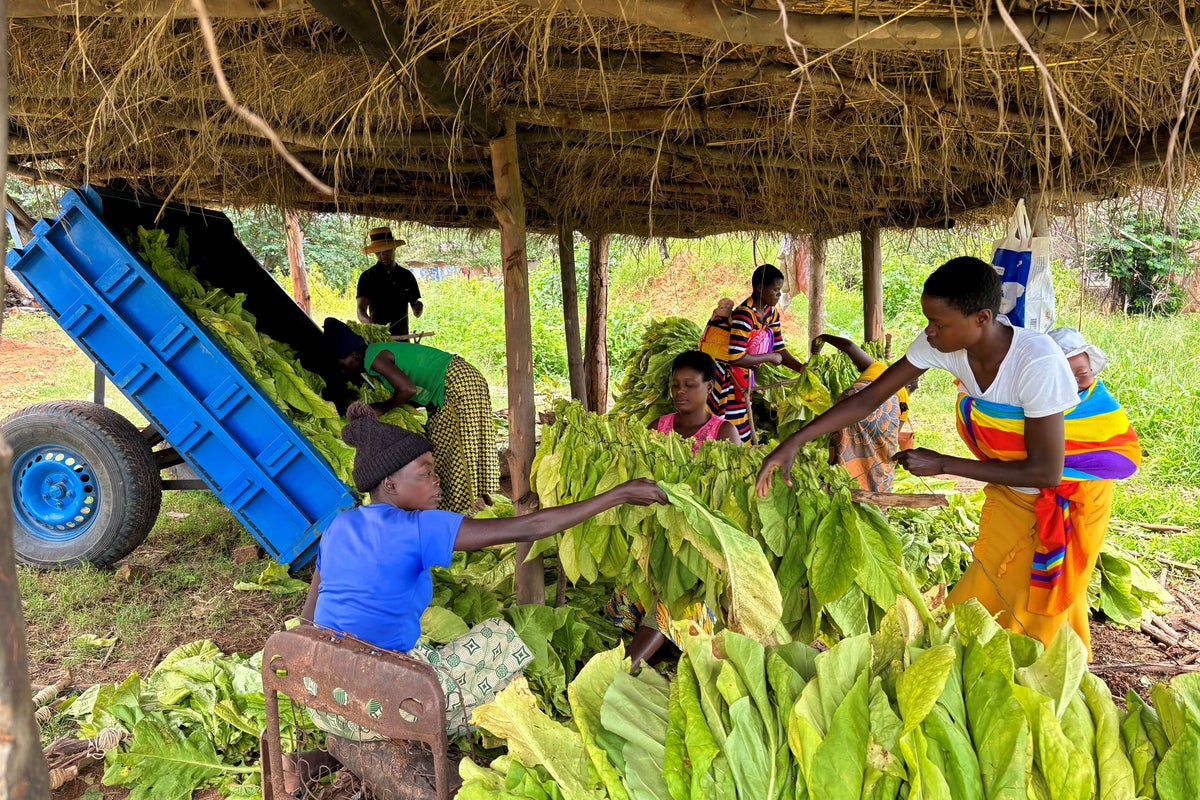 Deeply controversial land reform in Zimbabwe helping small farmers ...